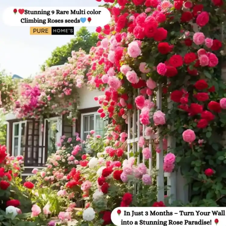 tanzaniashop - Climbing Roses Packets Modern Seeds