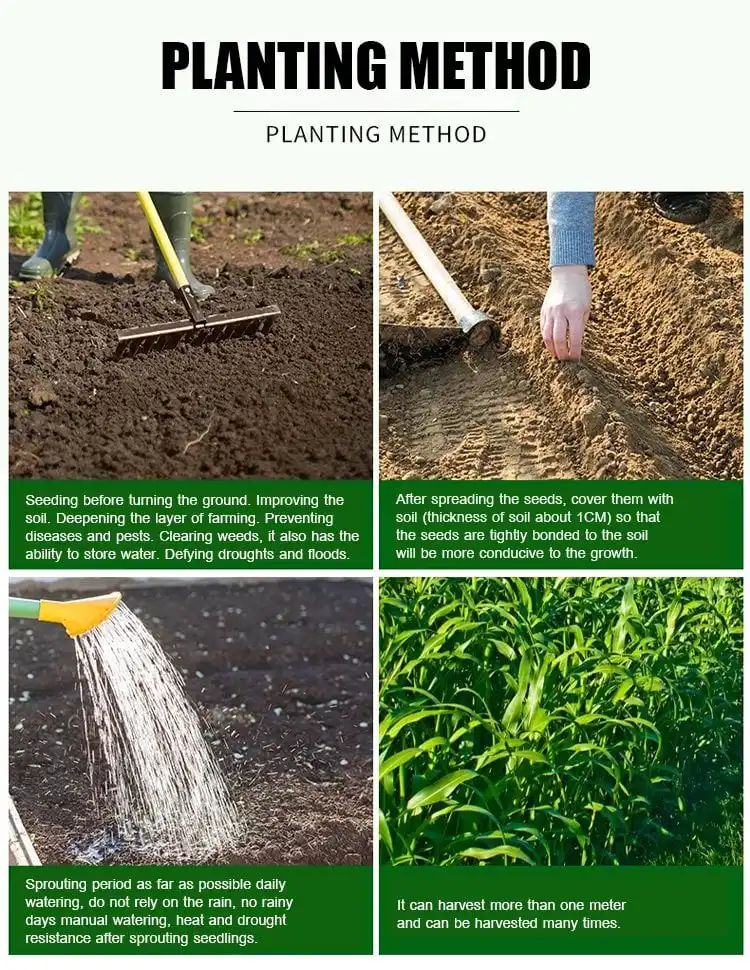 tanzaniashop - High-Yielding Forage Seed